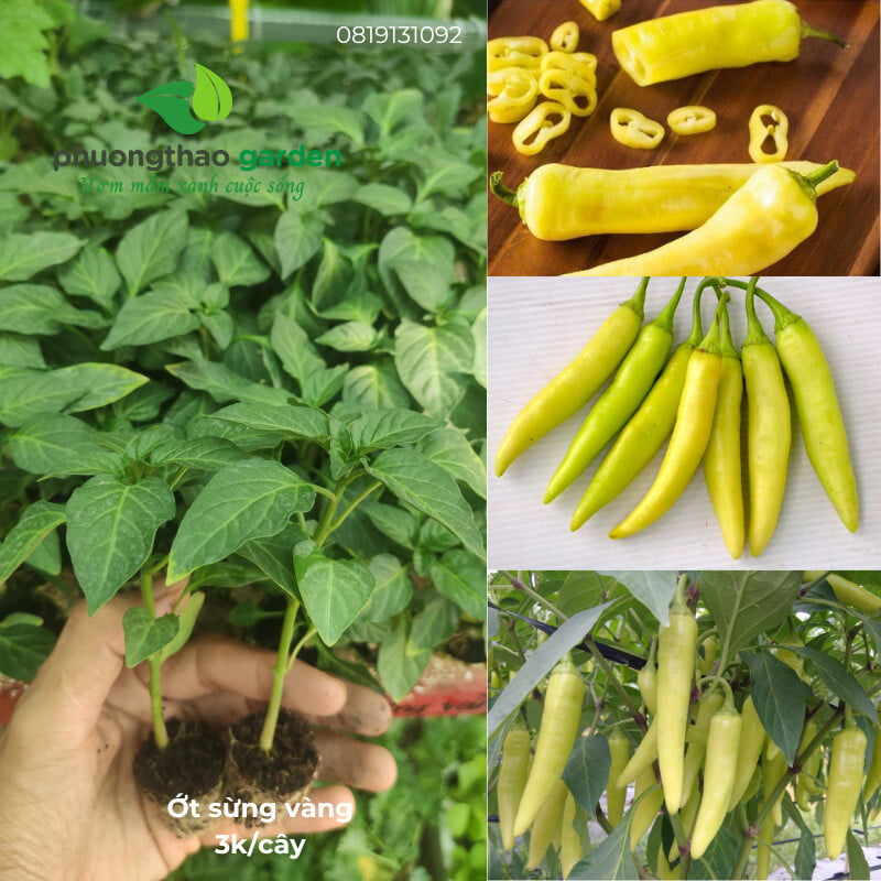 Cây Giống Ớt Sừng Vàng - Phương Thảo Garden - Ươm Mầm Xanh Cuộc Sống
