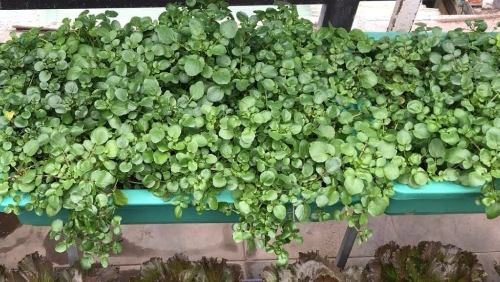 Hướng dẫn chi tiết cách trồng xà lách xoong tại nhà mới nhất