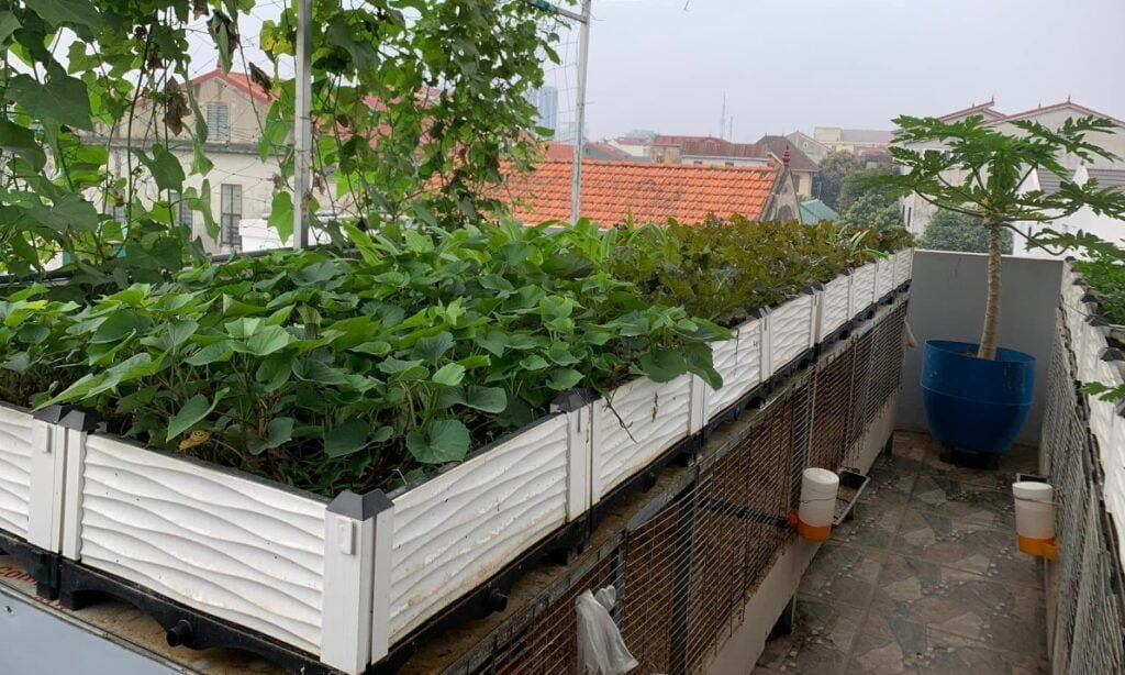 Hướng dẫn thực hiện mô hình trồng rau nuôi gà trên sân thượng - Phương ...