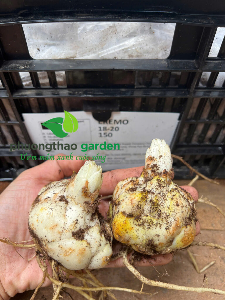 Củ giống hoa Lily cao Eremo chất lượng, giá tốt tại Đà Nẵng