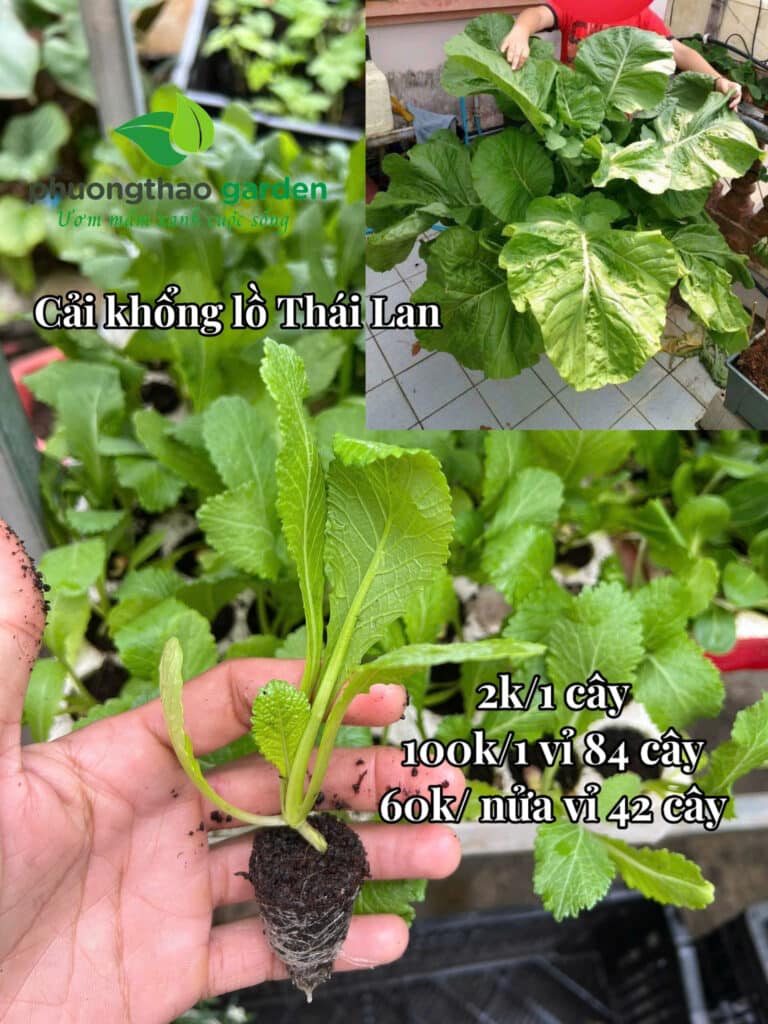 Bán cây giống cải khổng lồ Thái Lan chất lượng, giá tốt