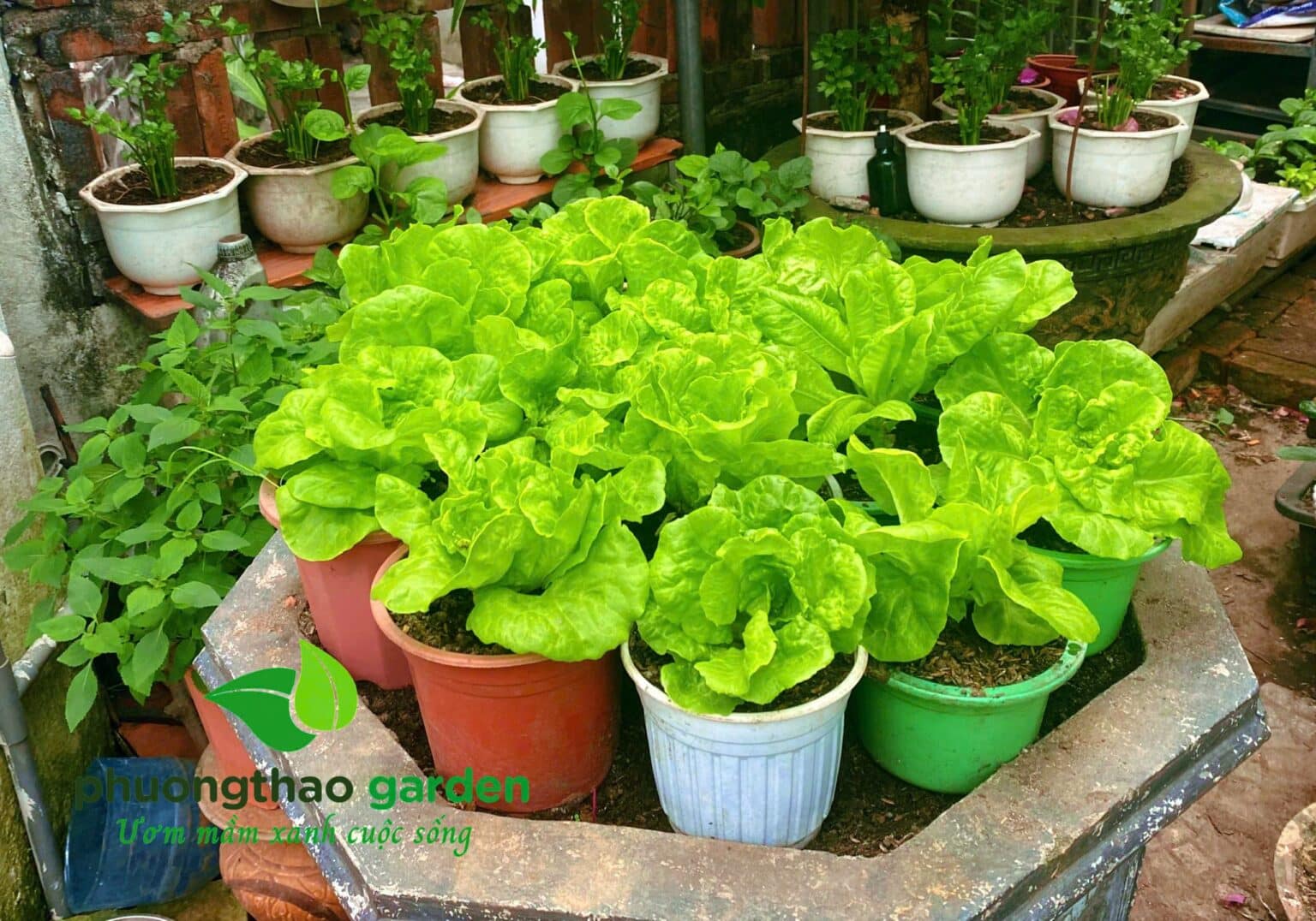 Trồng Rau Sạch Trọn Gói Tại Đà Nẵng - Phương Thảo Garden