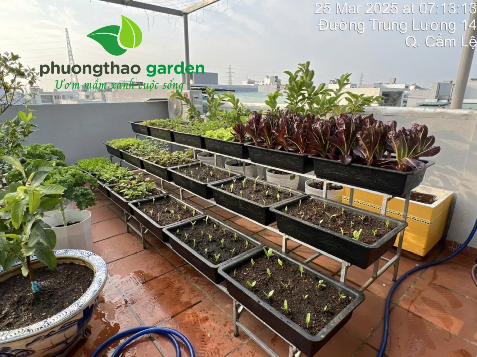 Trồng Rau Sạch Trọn Gói Tại Đà Nẵng - Phương Thảo Garden